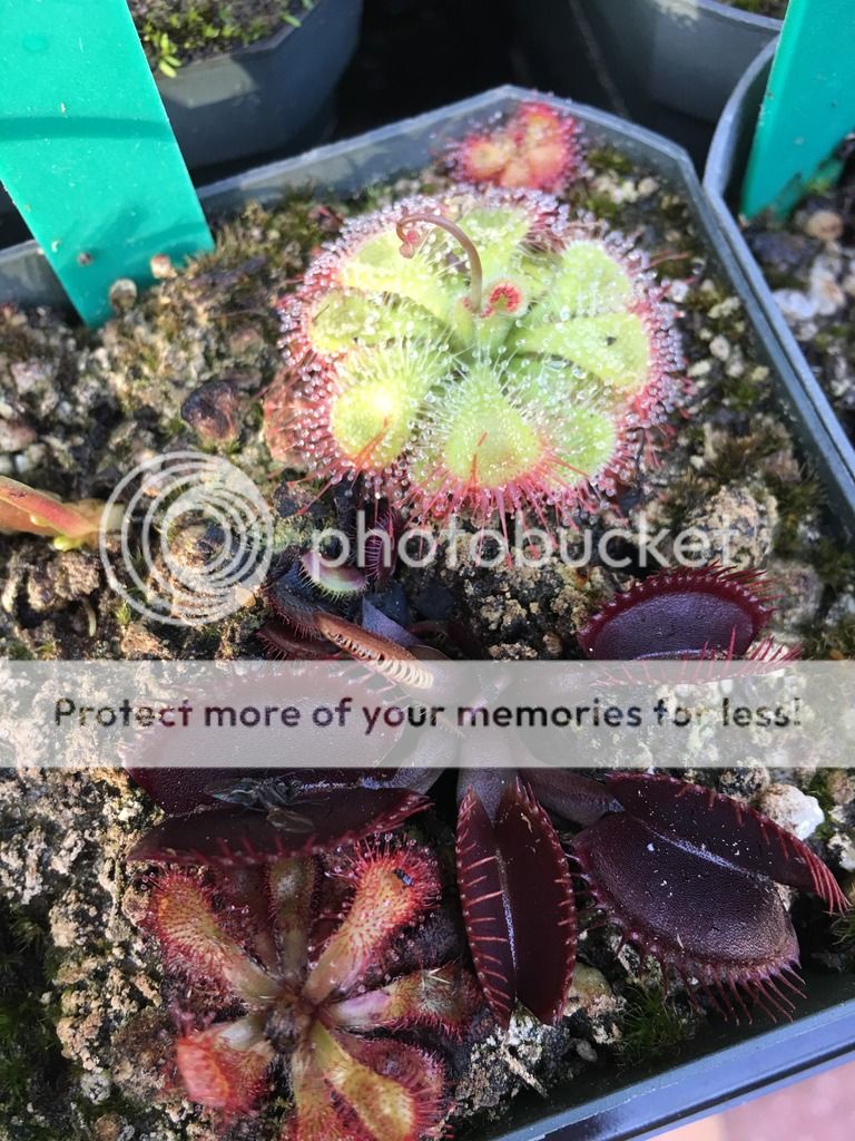 Flytrap clusters during dormancy is so cute! - FlyTrapCare Forums