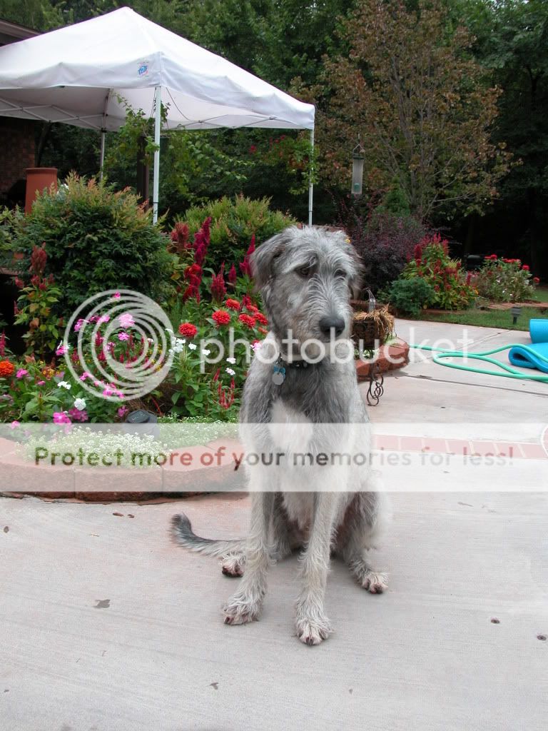 Show us your dog! | Page 4 | Smith & Wesson Forum – The Community for S ...