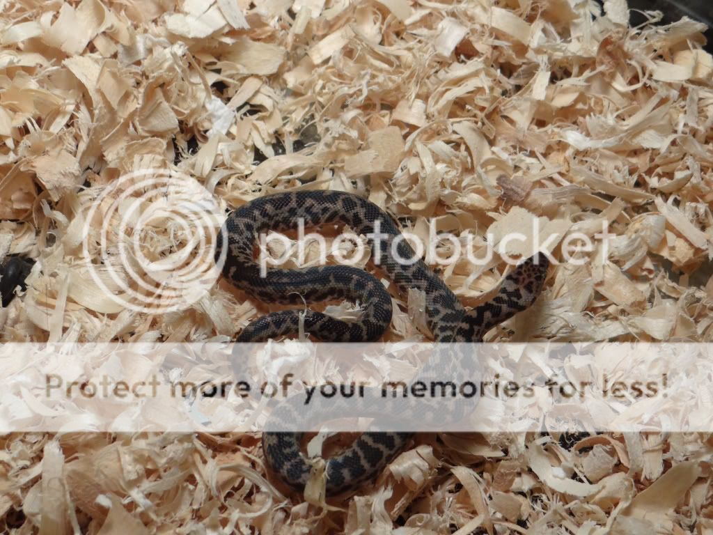 Baby spotted python! | Reptile Forums