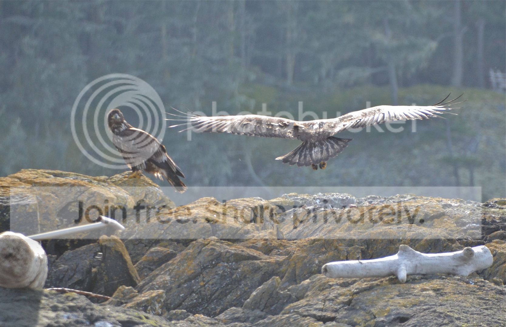 The Daily Bucket - yearling bald eagles