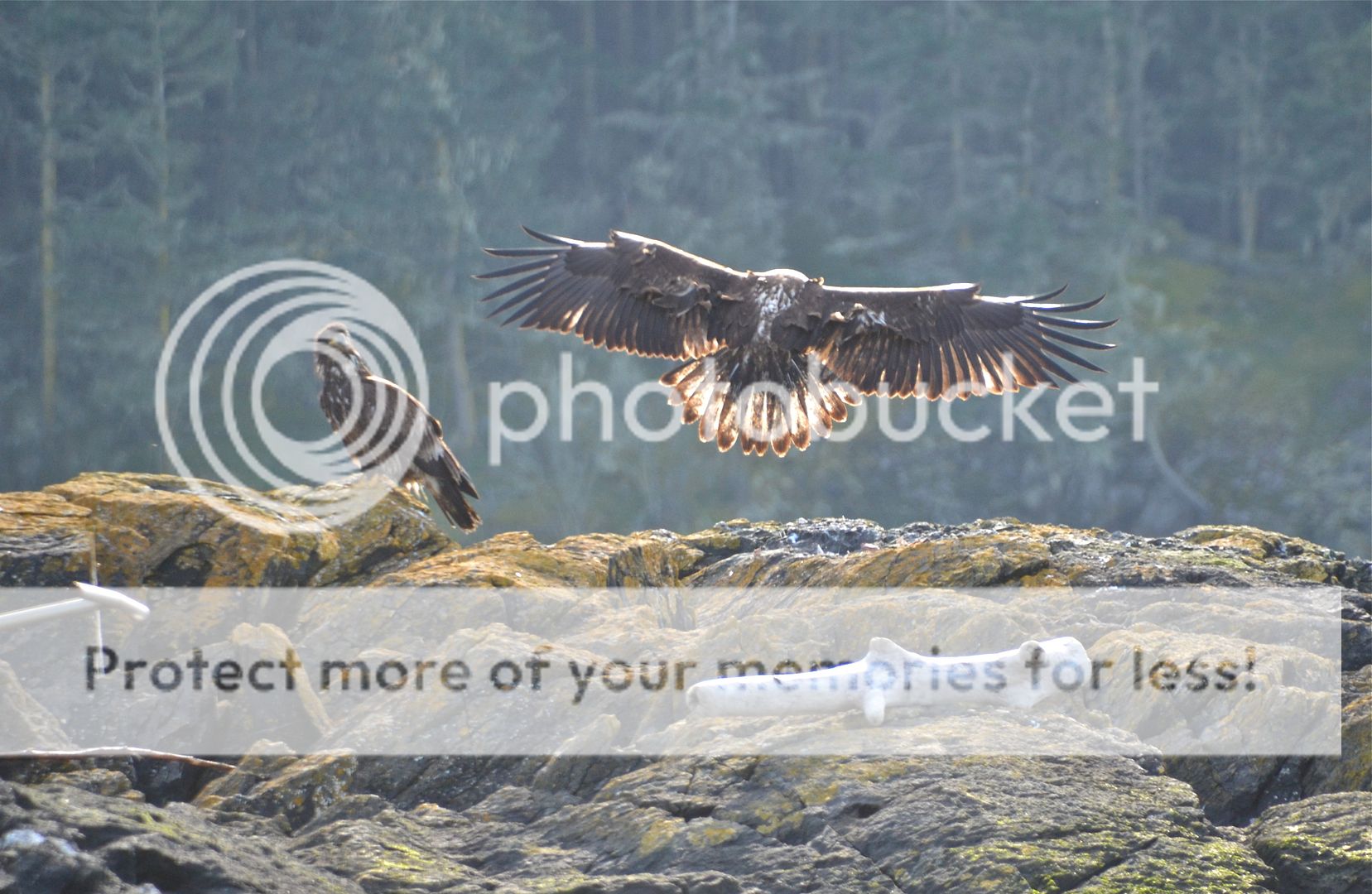 The Daily Bucket - yearling bald eagles